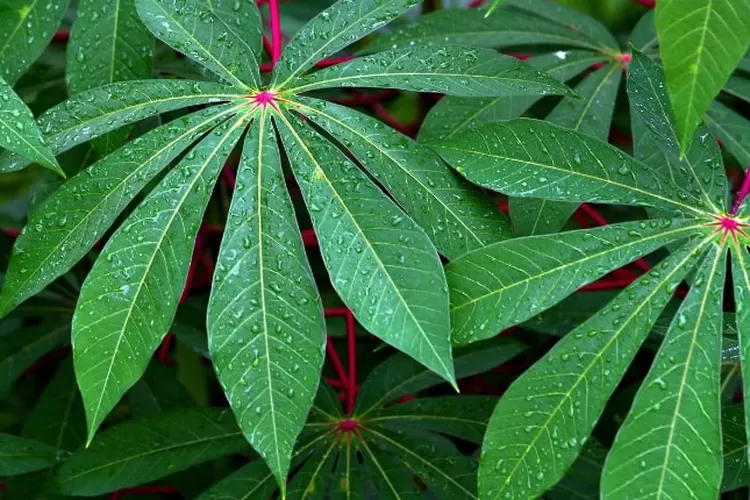 Daun Singkong Memiliki Kandungan Sianida – Himbio Universitas Padjadjaran